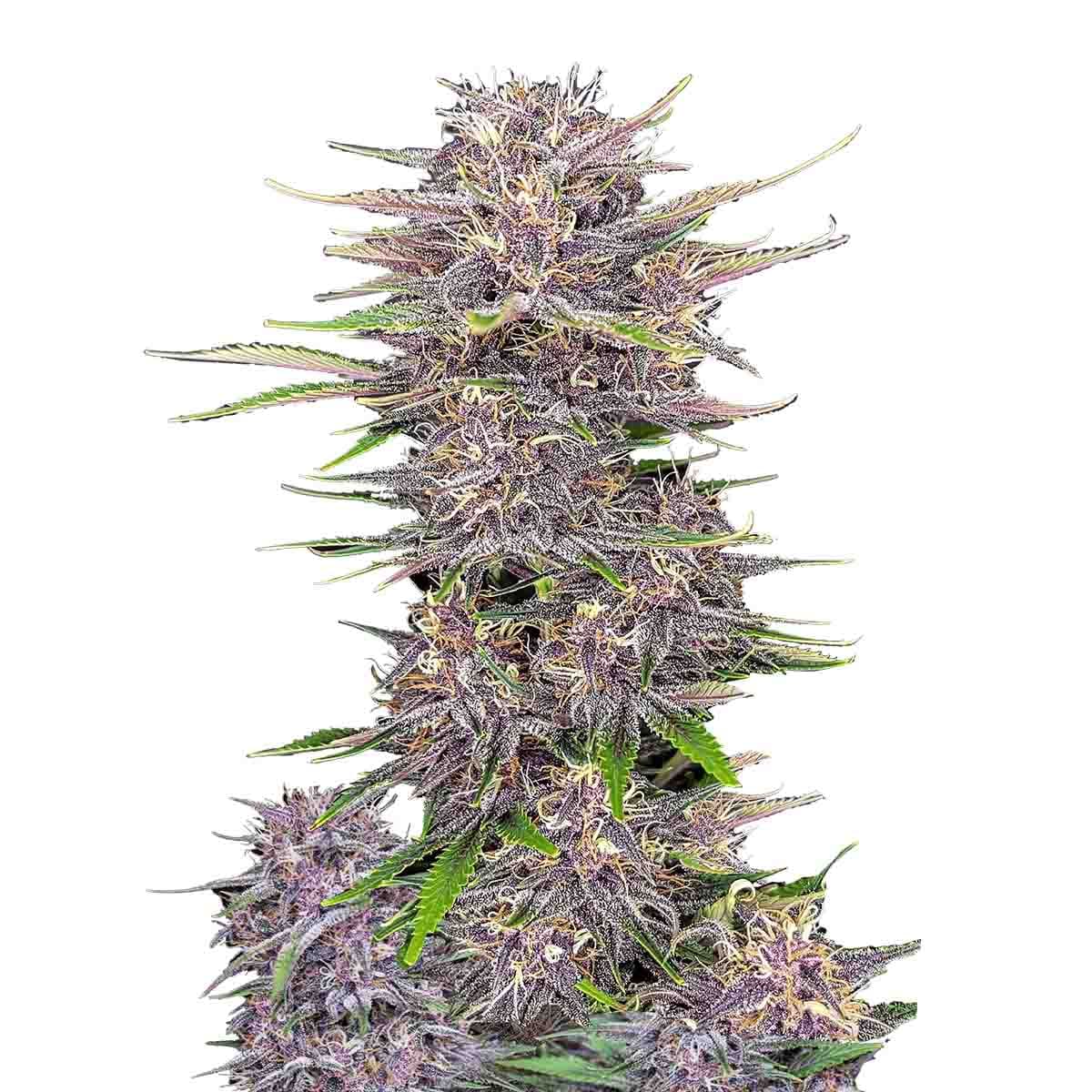 Banana Purple Punch Auto Weed Strain Information | Leafly